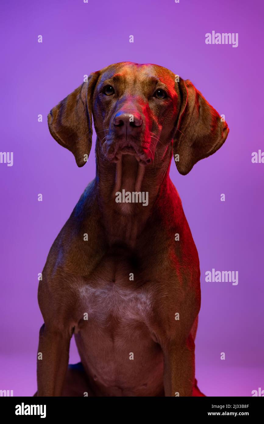 Portrait of beautiful Kurzhaar Drathaar, purebred dog posing isolated ...