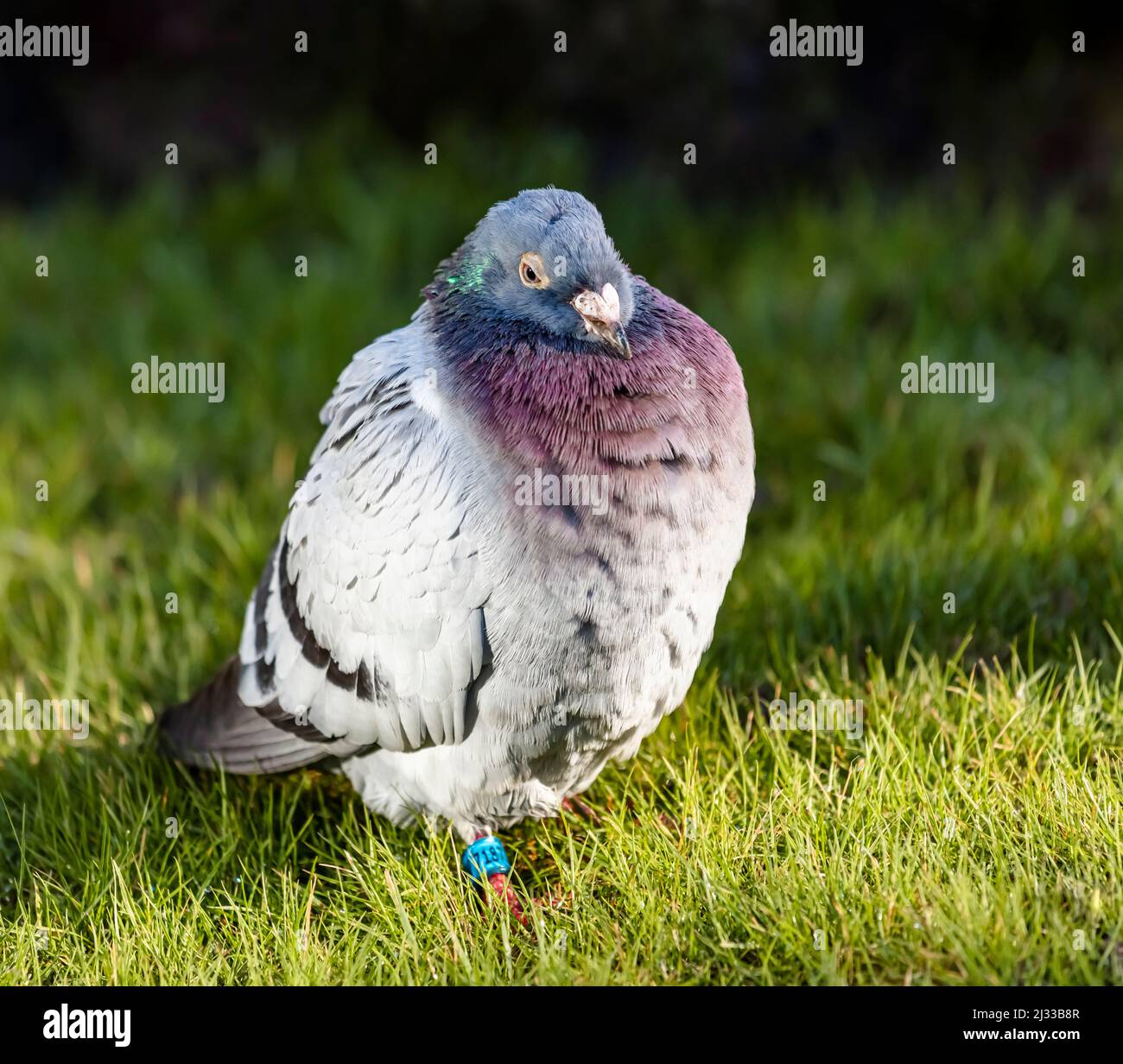 Racing pigeon hi-res stock photography and images - Alamy