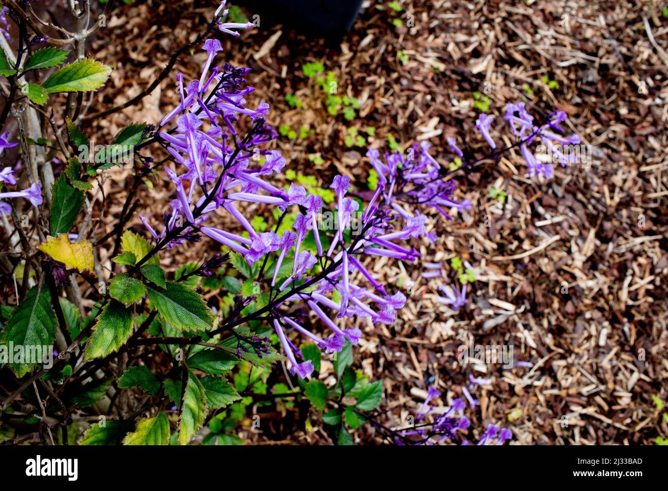 Rabdosia rubescens hi-res stock photography and images - Alamy