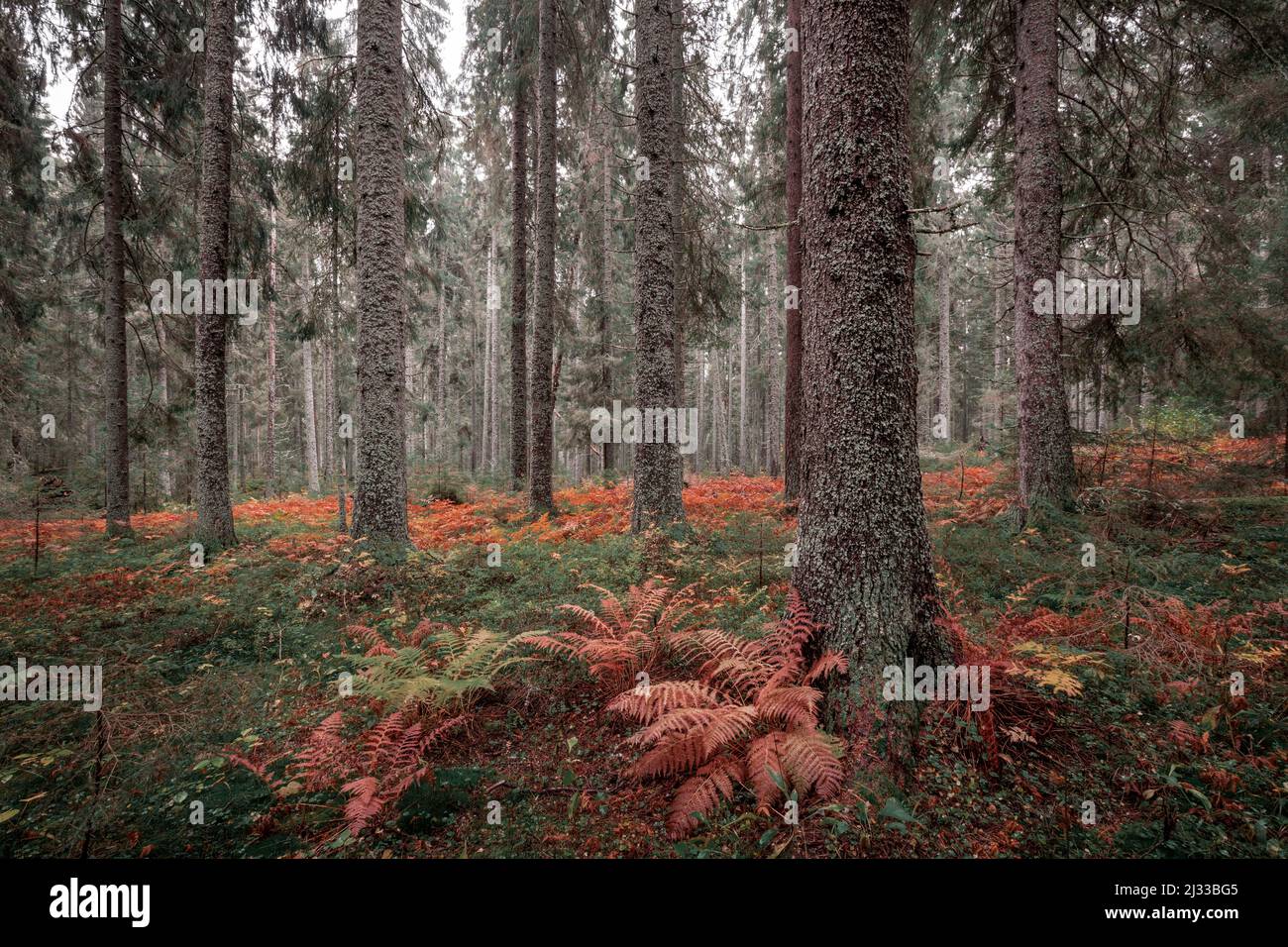 Swedish fern hi-res stock photography and images - Alamy