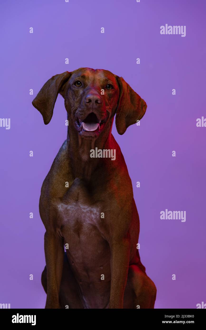 Portrait of beautiful Kurzhaar Drathaar, purebred dog posing isolated ...