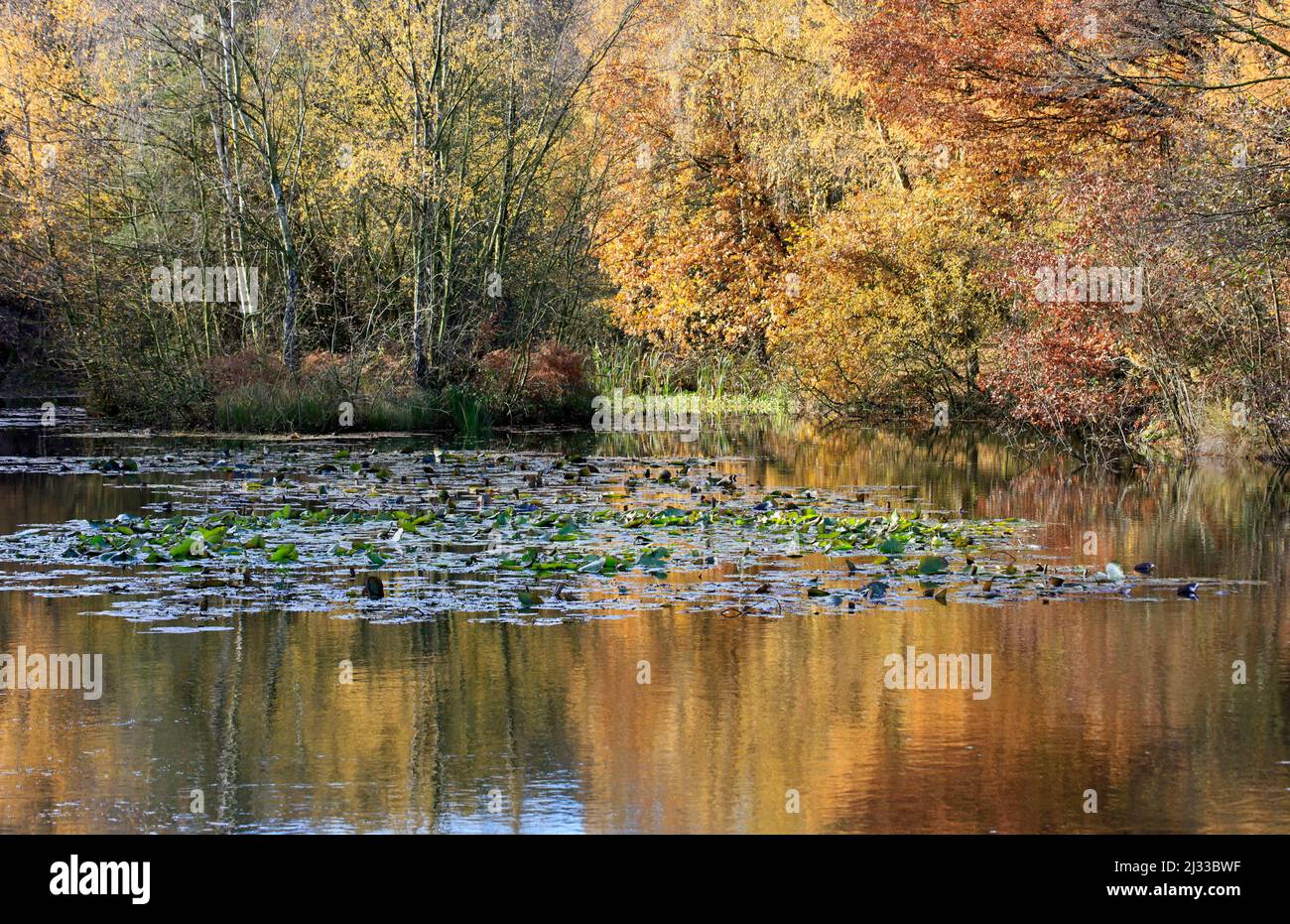Horse Pasture Pool with autumnal colours of Cannock Chase woodland in a ...