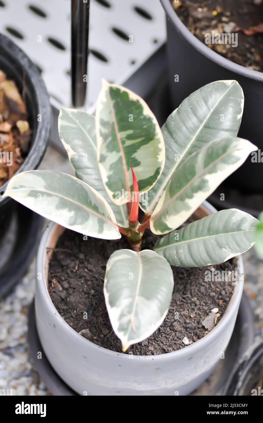 Decora Tree, Indian Rubber Tree or Rubber Plant or Variegated Indian ...