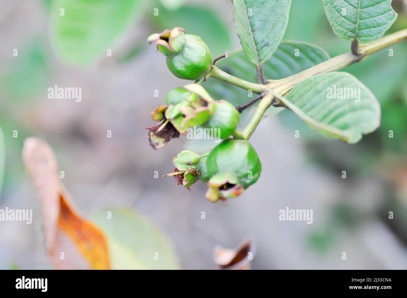 guava tree, MYRTACEAE or Psidium guajava Linn plant Stock Photo - Alamy