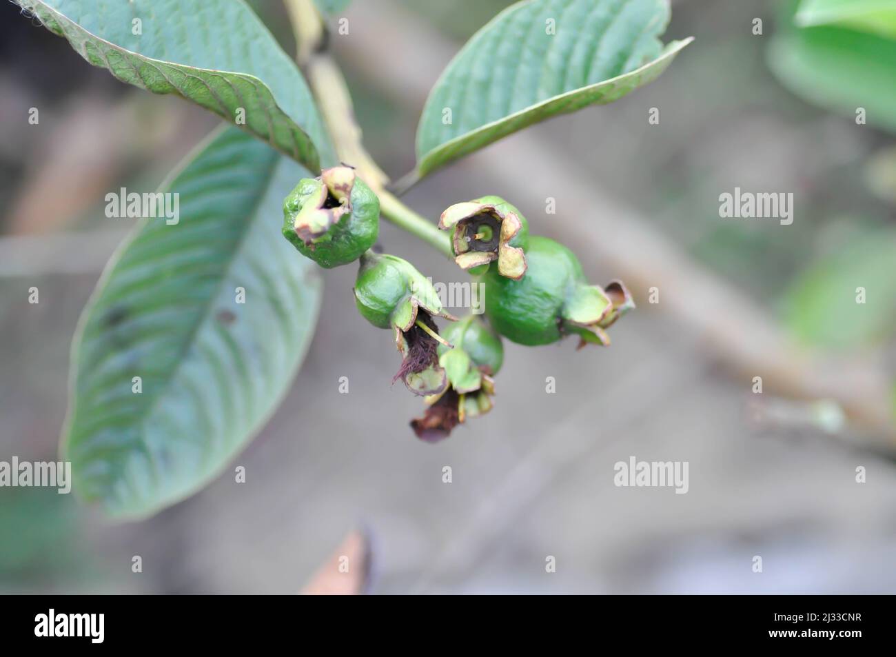 guava tree, MYRTACEAE or Psidium guajava Linn plant Stock Photo - Alamy