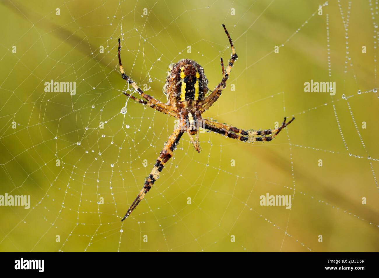Garden spider in a meadow, Bavaria, Germany Stock Photo - Alamy