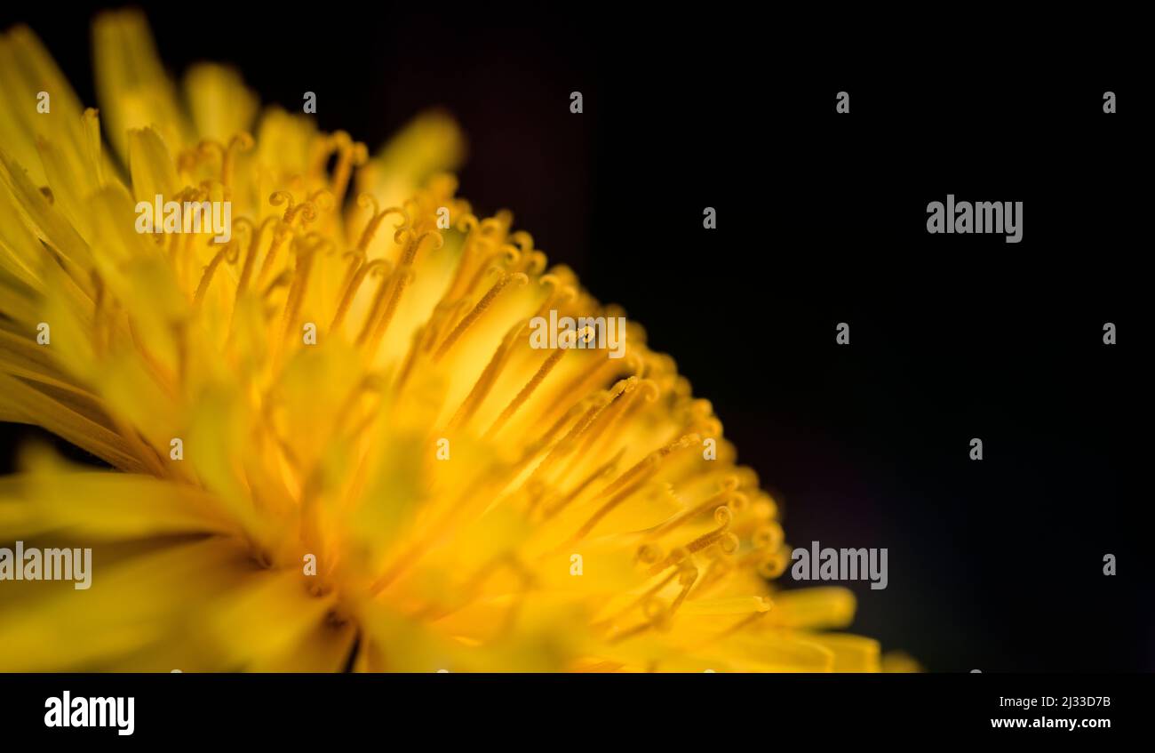 Dandelion uk garden hi-res stock photography and images - Alamy