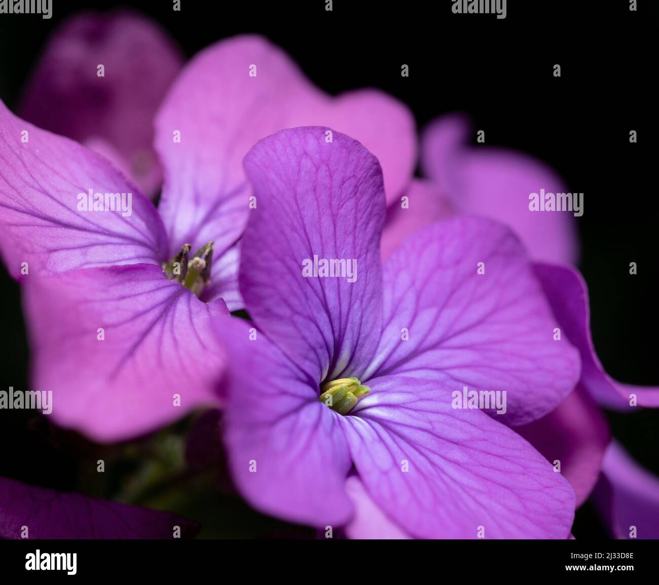 Lunaria annua chedglow hi-res stock photography and images - Alamy