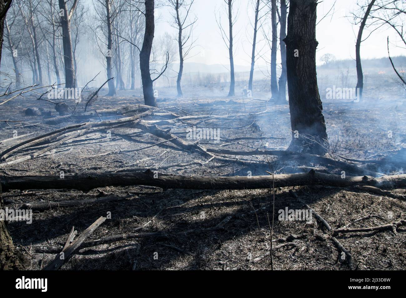 smoky burnt wood at spring Stock Photo - Alamy