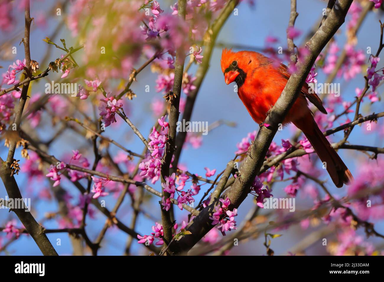 A closeup of Red cardinal bird on pink tree Stock Photo - Alamy