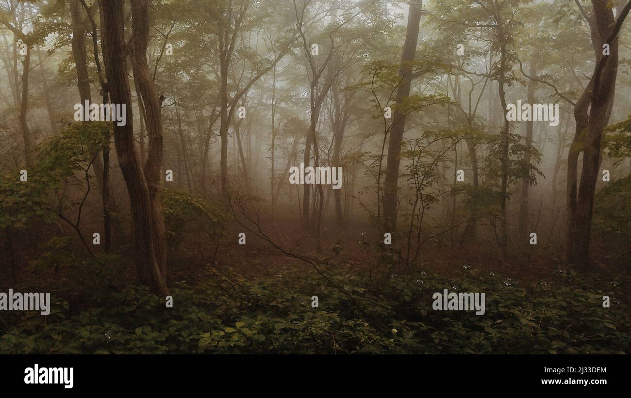 A scenic view of a forest with a gloomy mood in a daylight Stock Photo ...