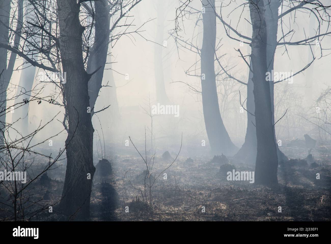smoky burnt wood at spring Stock Photo - Alamy