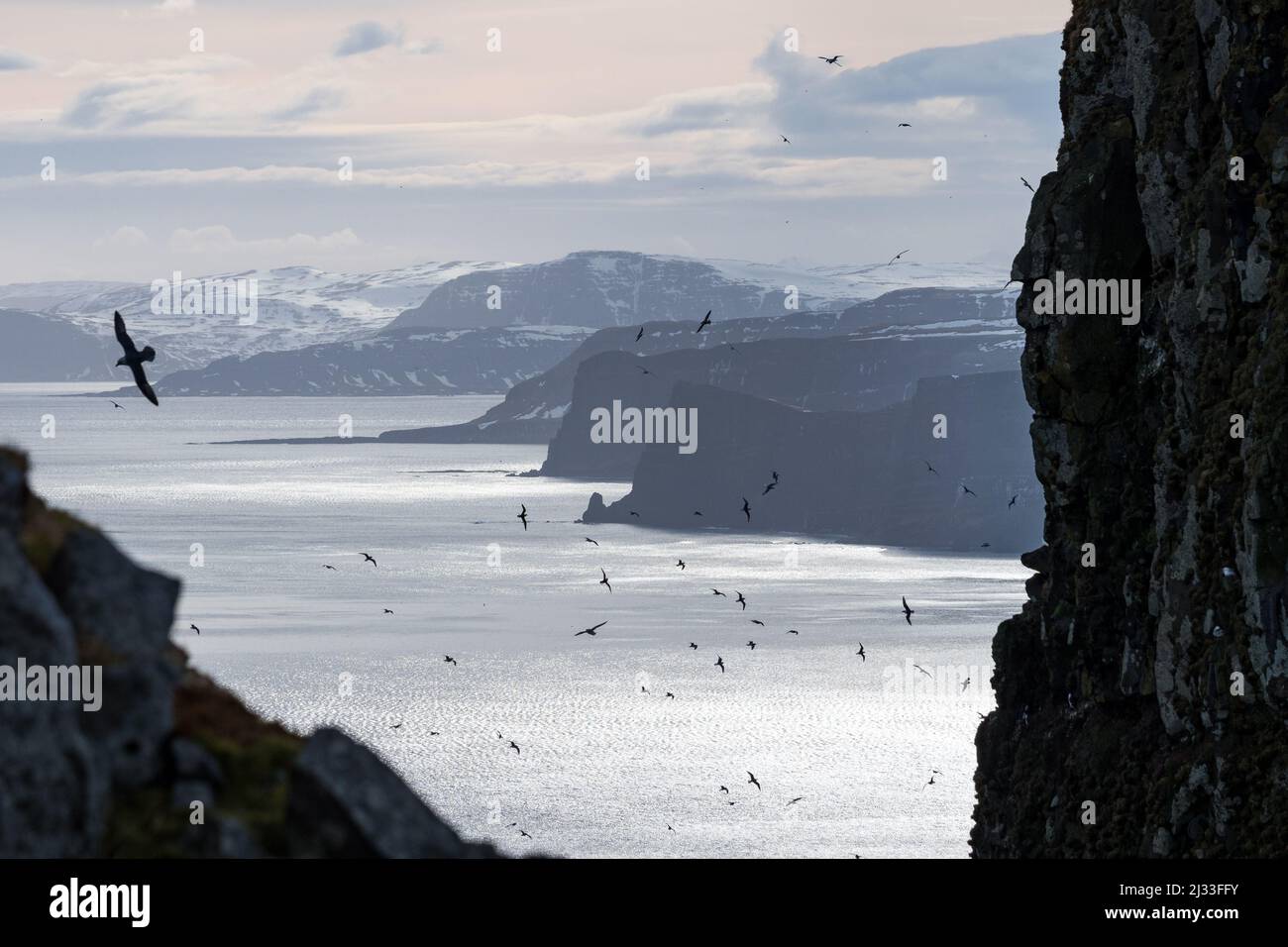 Cliffs, bird rocks, Hornstrandir Nature Reserve, Iceland, Europe Stock ...