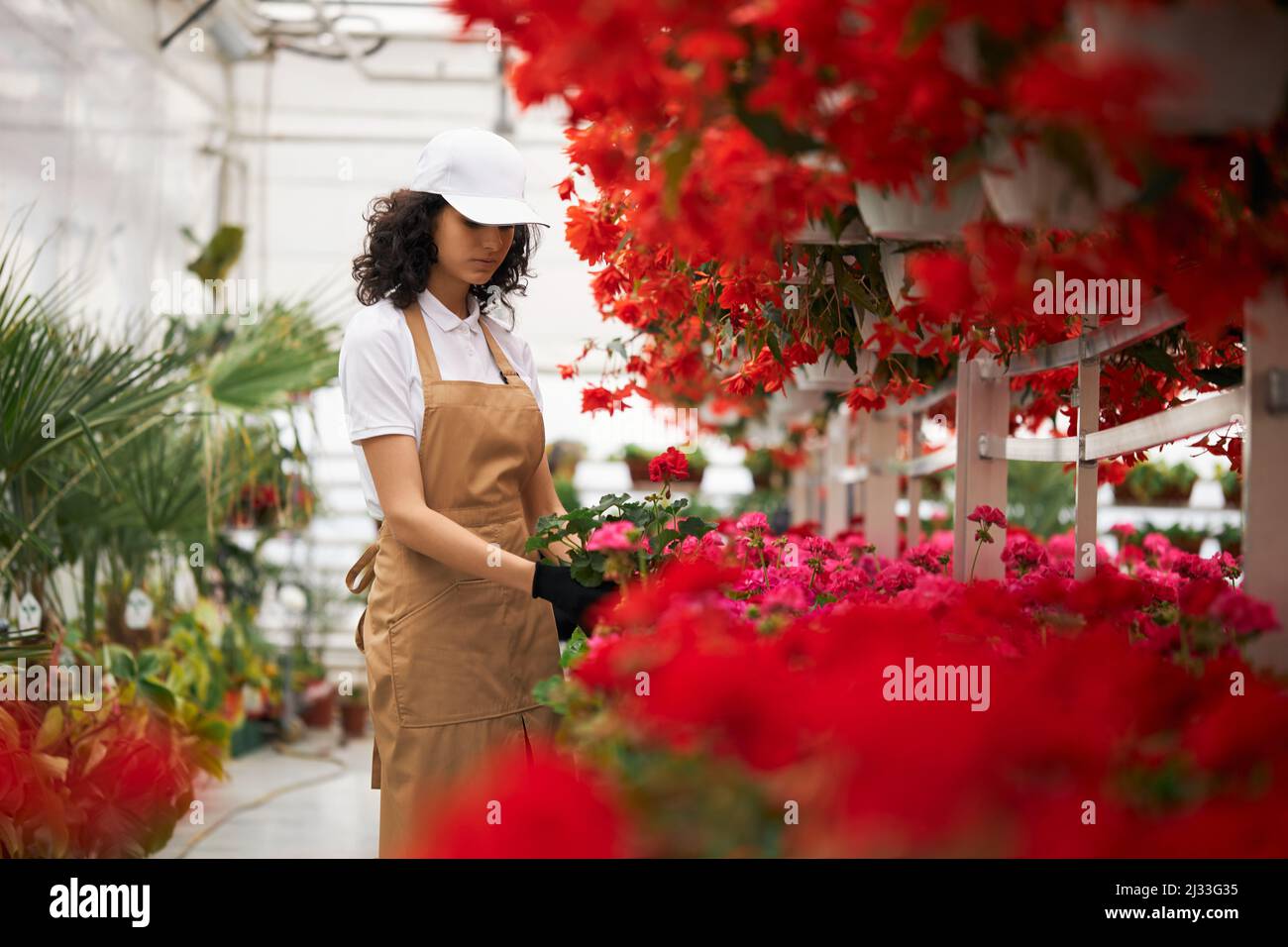 Pretty female florist arranging flowers pots at greenhouse. Young woman ...