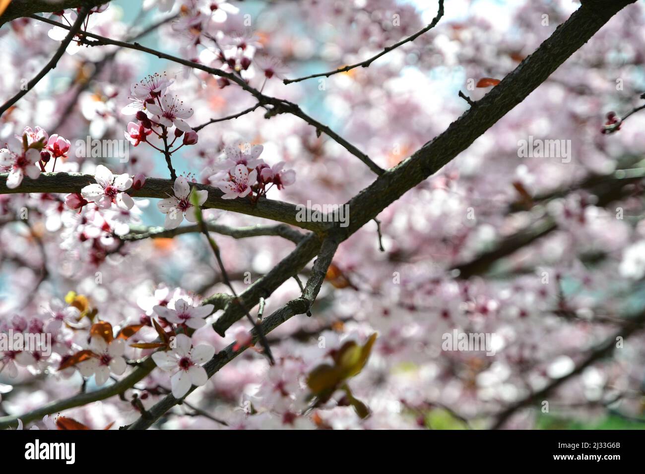 pink flowers in the tree at spring Stock Photo - Alamy