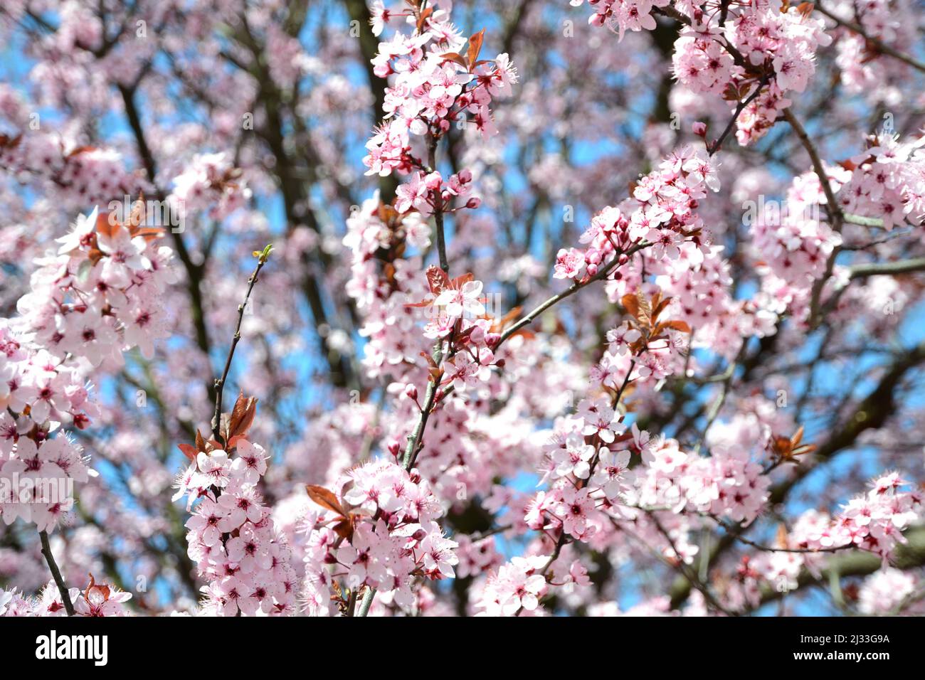 Tree with transparent flowers hi-res stock photography and images - Alamy