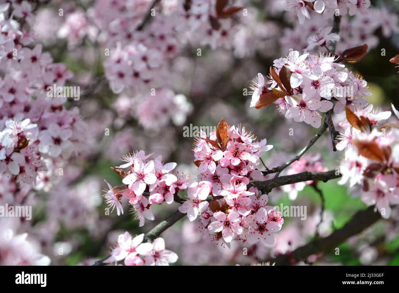 pink flowers in the tree at spring Stock Photo - Alamy
