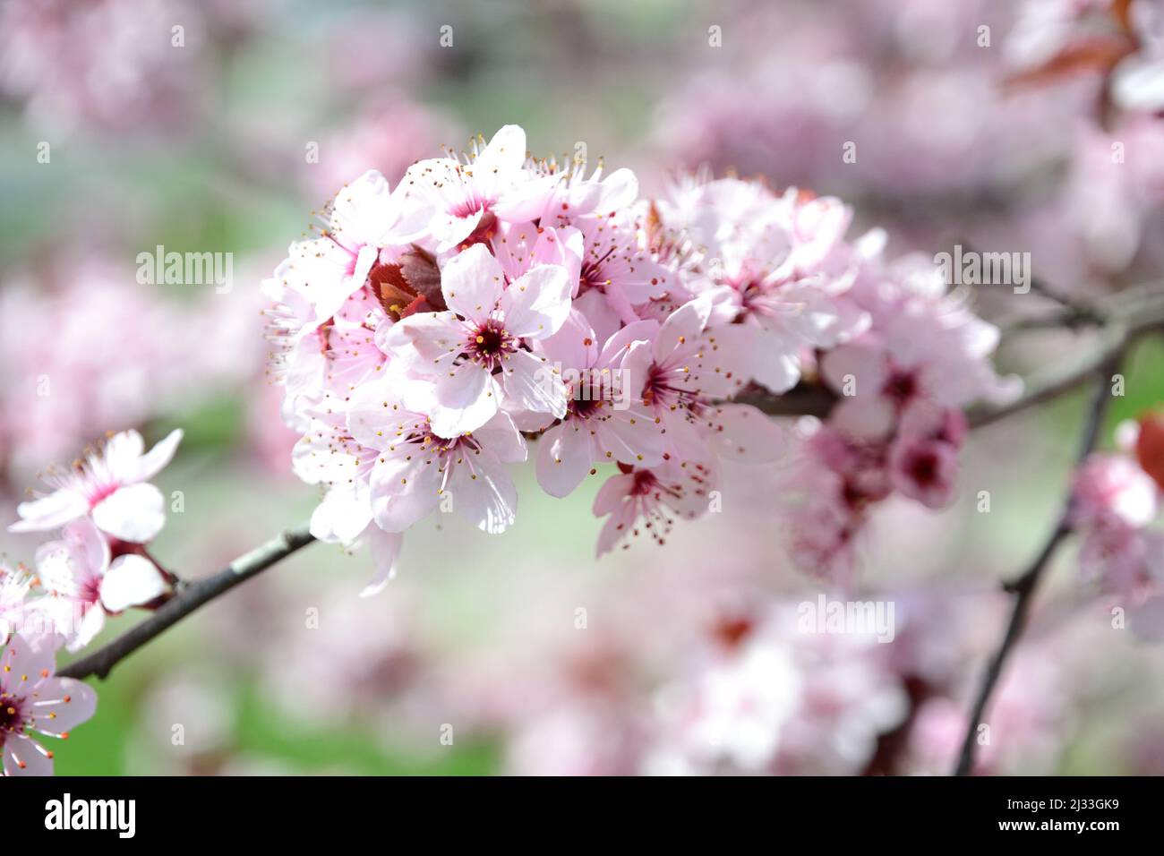 pink flowers in the tree at spring Stock Photo - Alamy