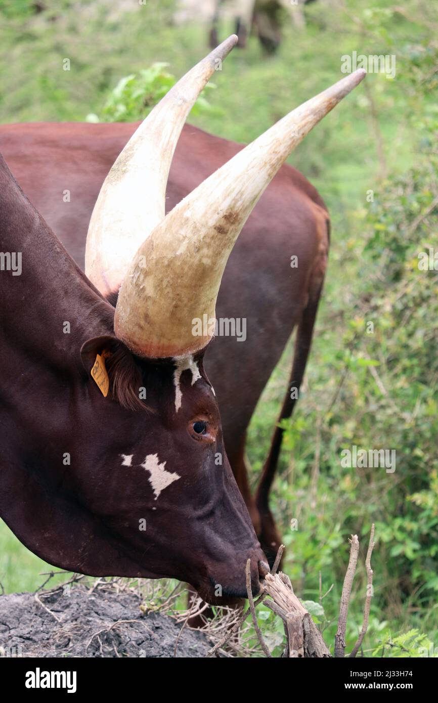 Uganda; Western Region; at Mbarara; Lake Mburo National Park; grazing ...