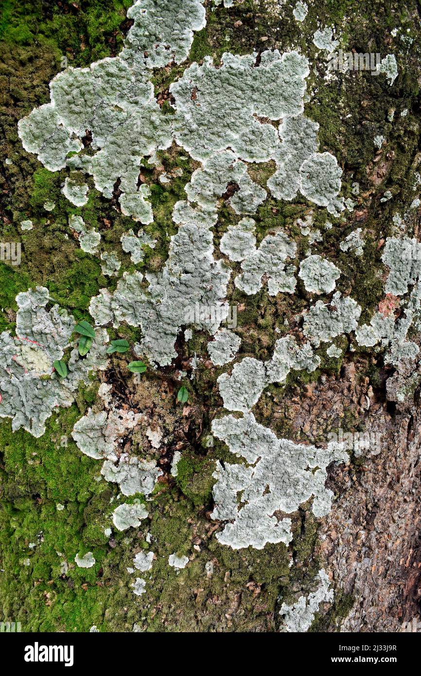 Lichen on tree trunk in the tropical rainforest (detail Stock Photo - Alamy