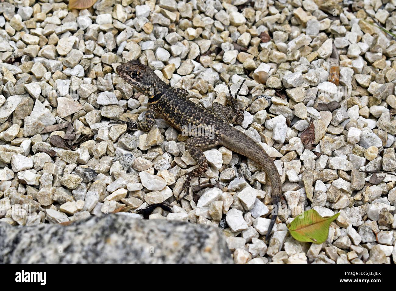 Amazon lava lizard (Tropidurus torquatus) on soil Stock Photo - Alamy