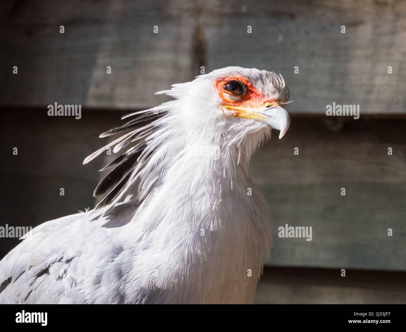 Predator african crest hi-res stock photography and images - Alamy
