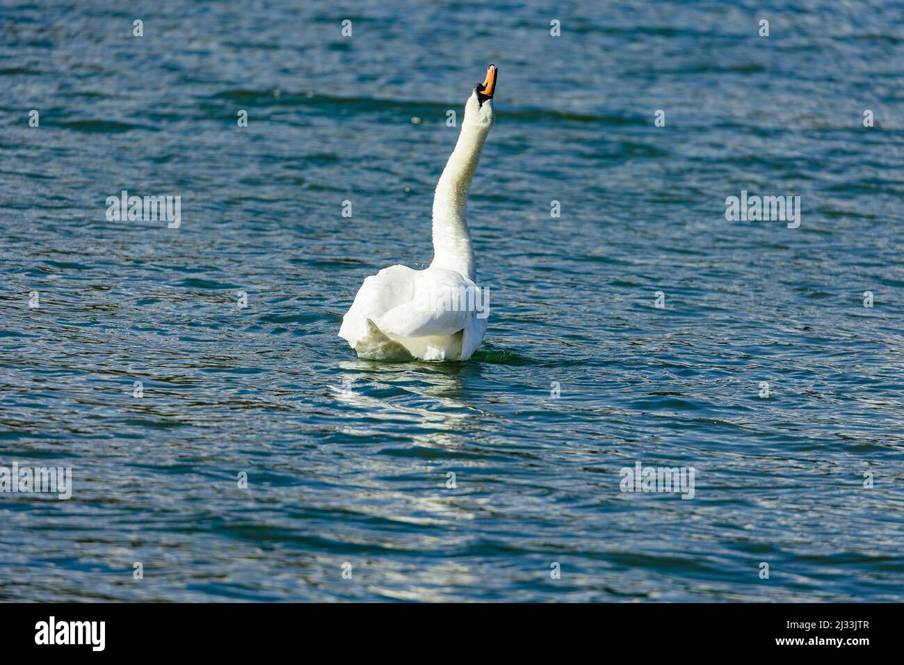 A warm summer day outdoors with a beautiful white swan swimming in the ...