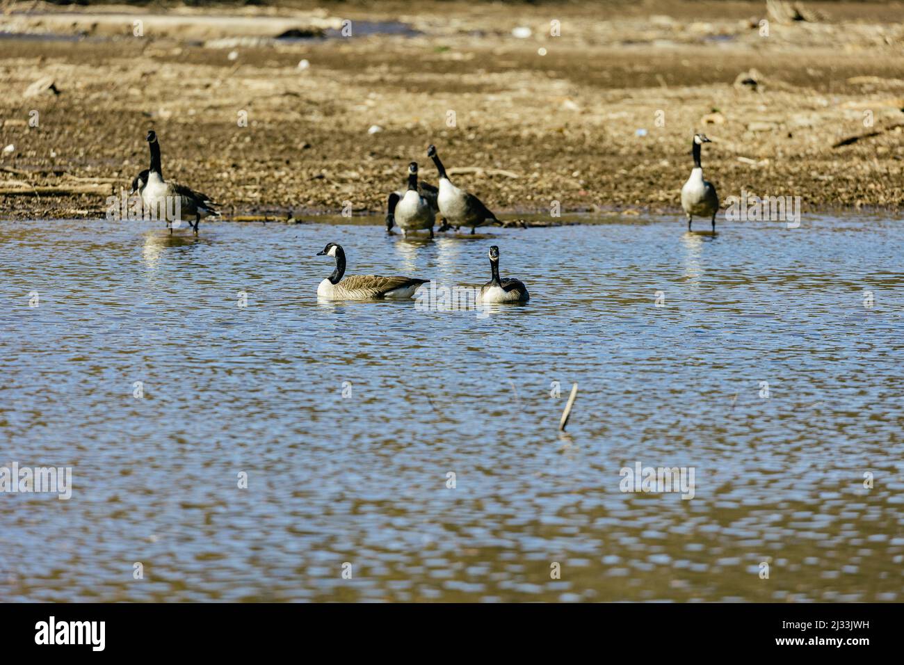 A sunny day outdoors with a flock of geese swimming in a small lake ...