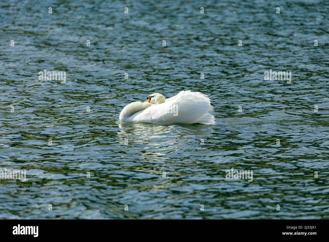 A beautiful fluffy white swan curled up in a ball in the bright blue ...