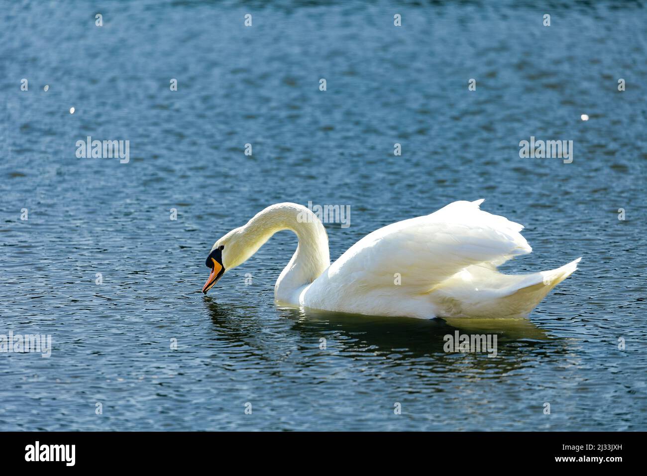 A closeup of a beautiful white swan drinking water from a clear blue ...