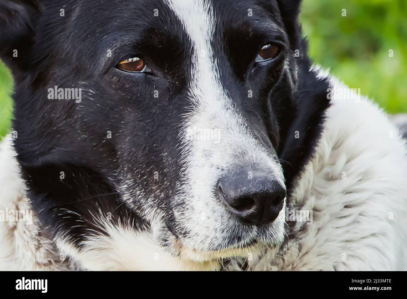 Domestic dog looks into distance. The pet is resting in nature and lies ...