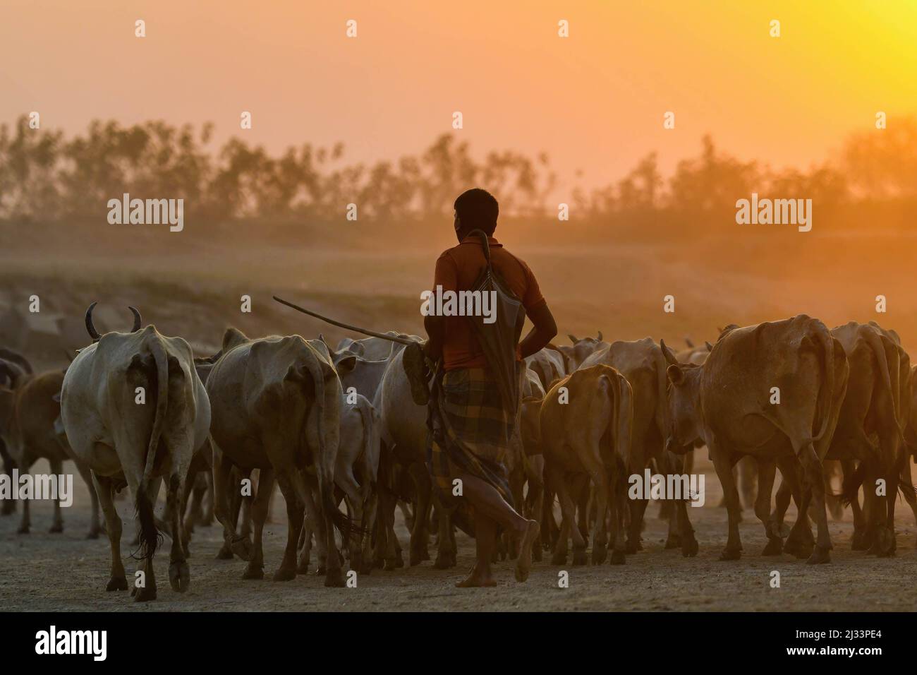 A man grazing his cattle during sunset at Bheramara Upazila in Kushtia ...