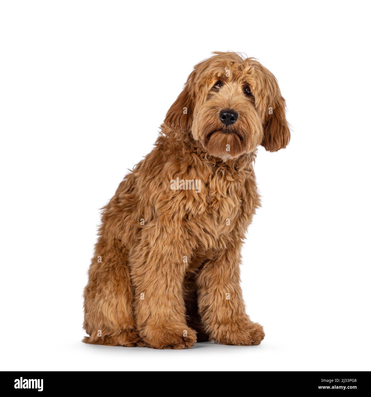 Adorable red abricot Cobberdog aka Labradoodle dog puppy,sitting up ...