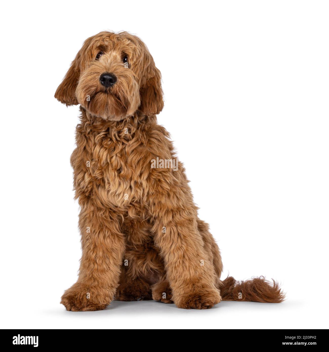 Adorable red abricot Cobberdog aka Labradoodle dog puppy,sitting facing ...