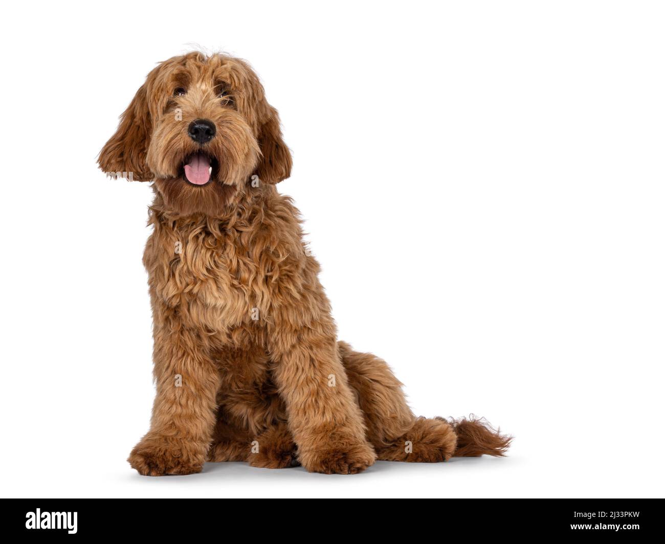 Adorable red abricot Cobberdog aka Labradoodle dog puppy,sitting up ...