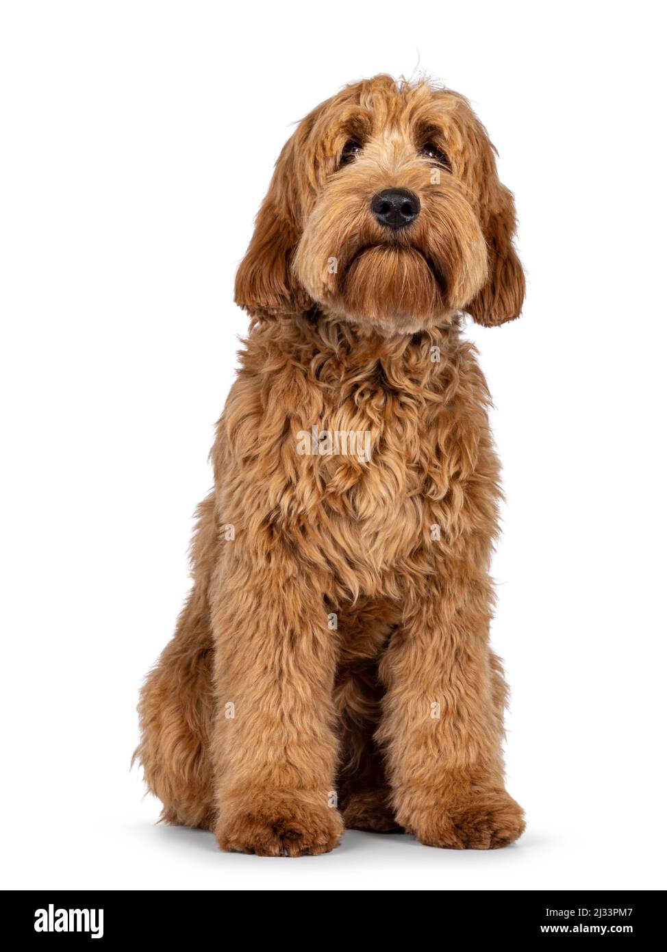 Adorable red abricot Cobberdog aka Labradoodle dog puppy,sitting facing ...