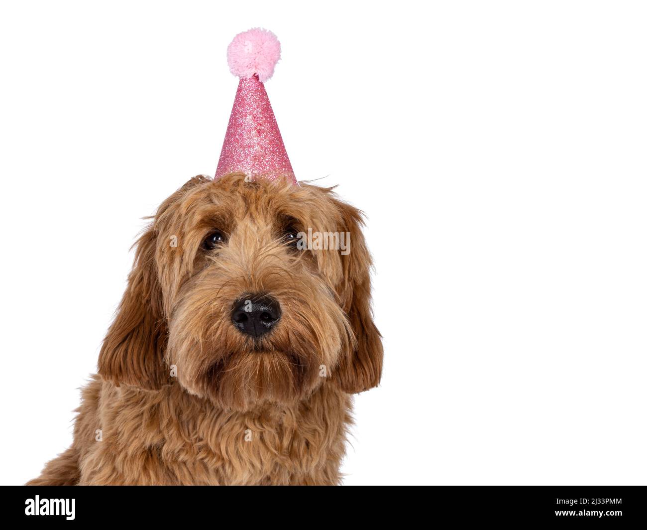 Head shot of adorable red abricot Cobberdog aka Labradoodle dog puppy ...