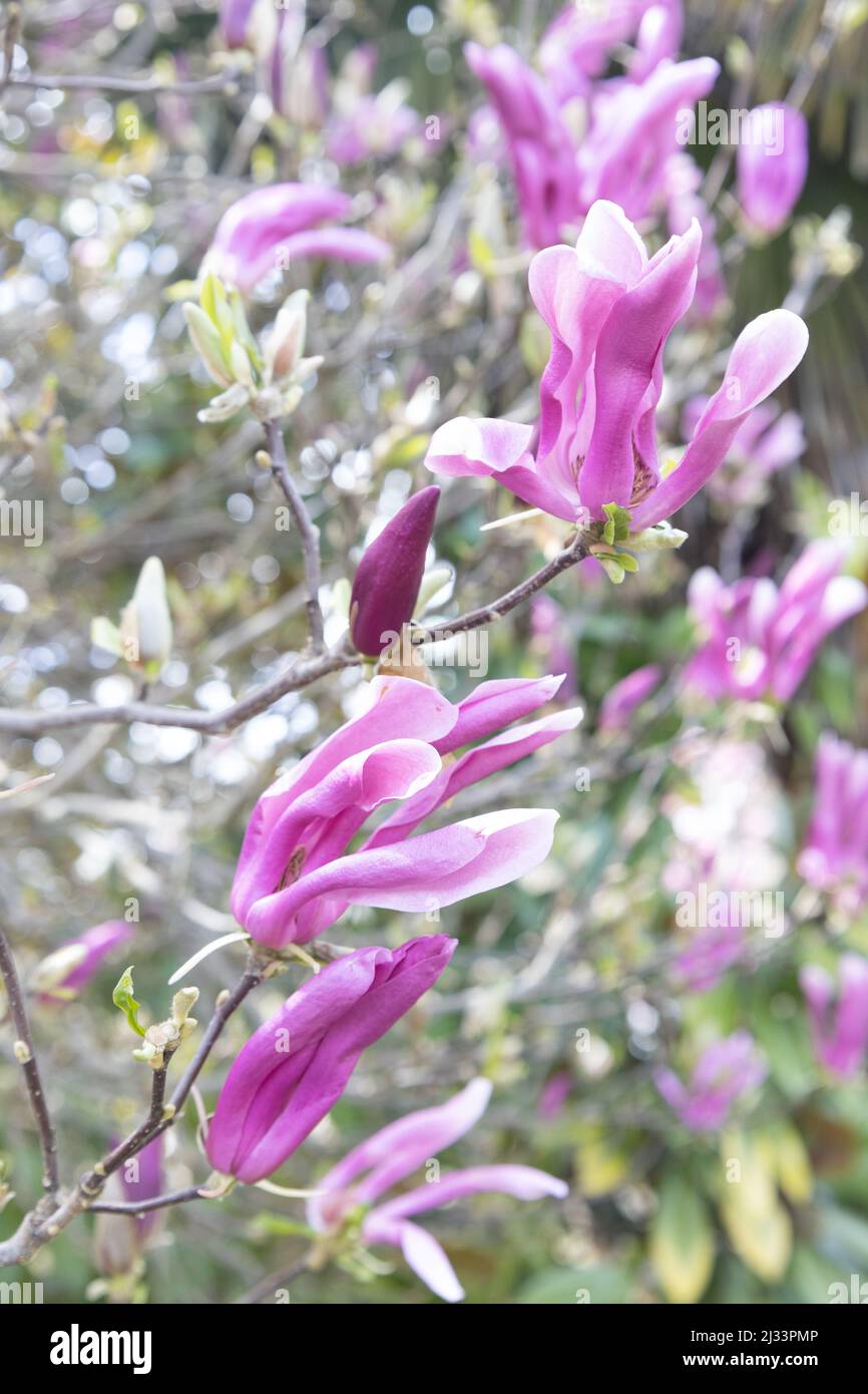Magnolia grandiflora 'Russet' tree Stock Photo - Alamy