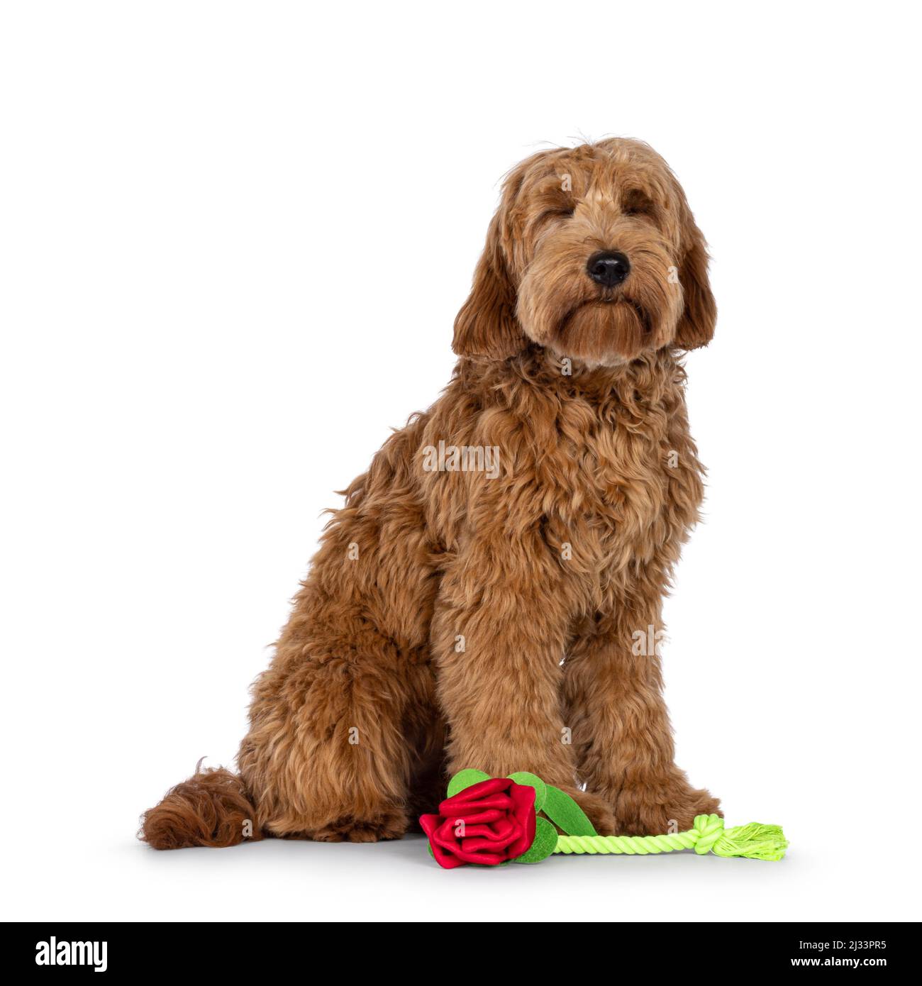 Adorable red abricot Cobberdog aka Labradoodle dog puppy,sitting side ...