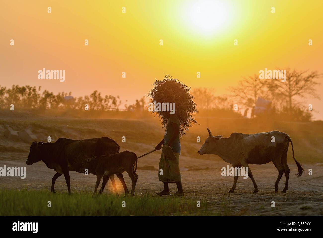 Kushtia district hi-res stock photography and images - Alamy