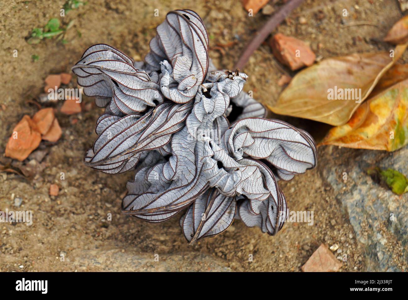 Leaf leaves cecropia tree hi-res stock photography and images - Alamy