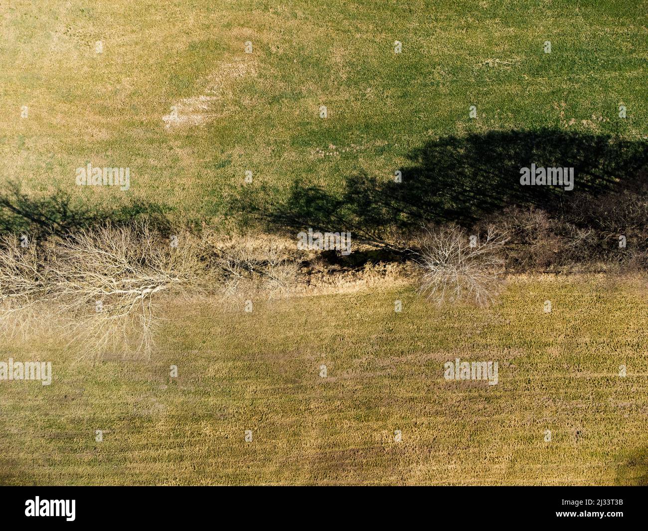 A top view shot of trees in a field Stock Photo - Alamy