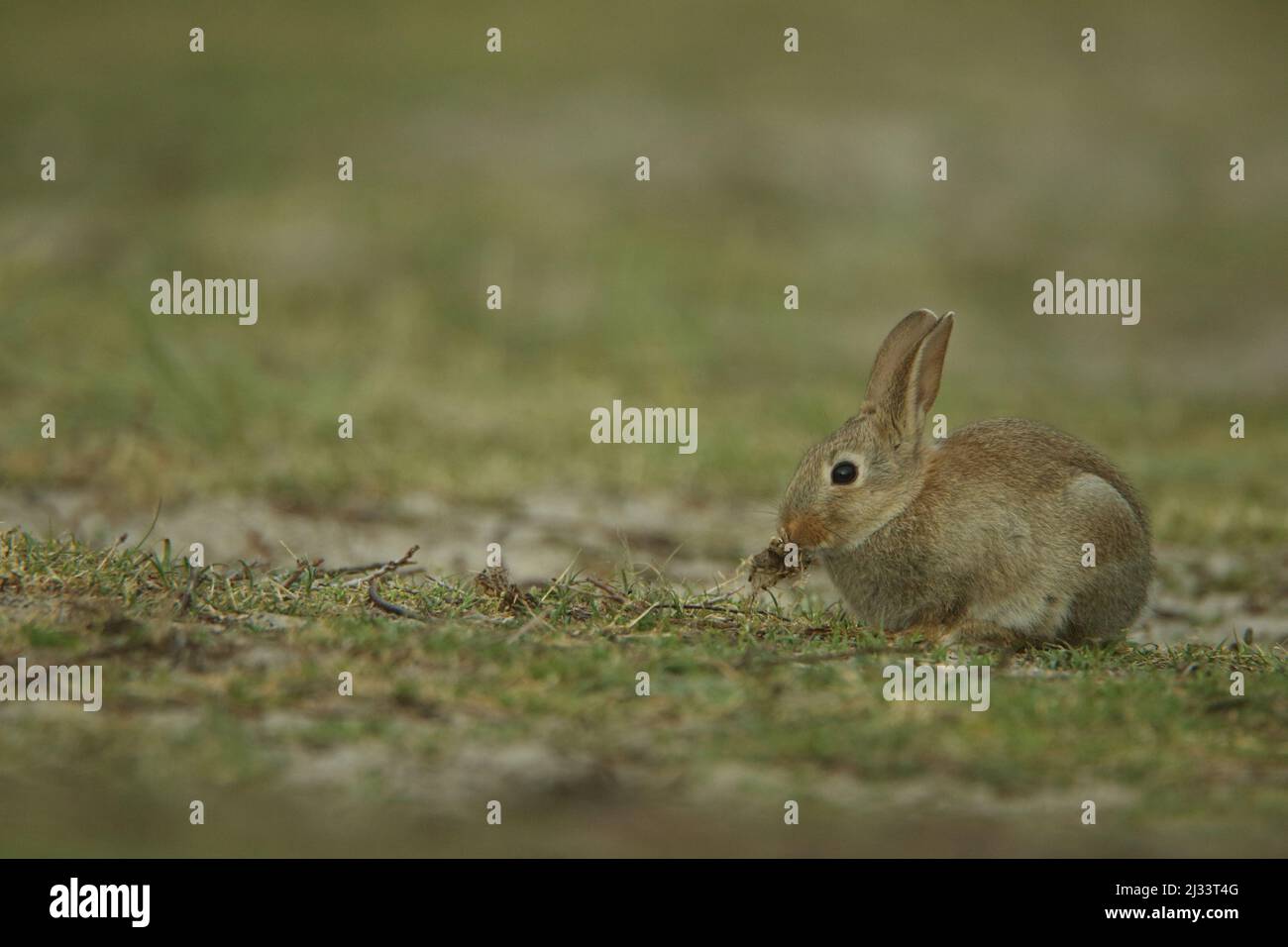 Wild rabbit (Oryctolagus cuniculus) in Nationaal Park Duinen on Texel ...
