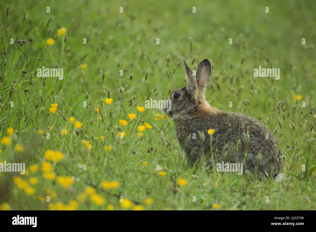 Wild rabbit (Oryctolagus cuniculus) in a flower meadow in the Nationaal ...