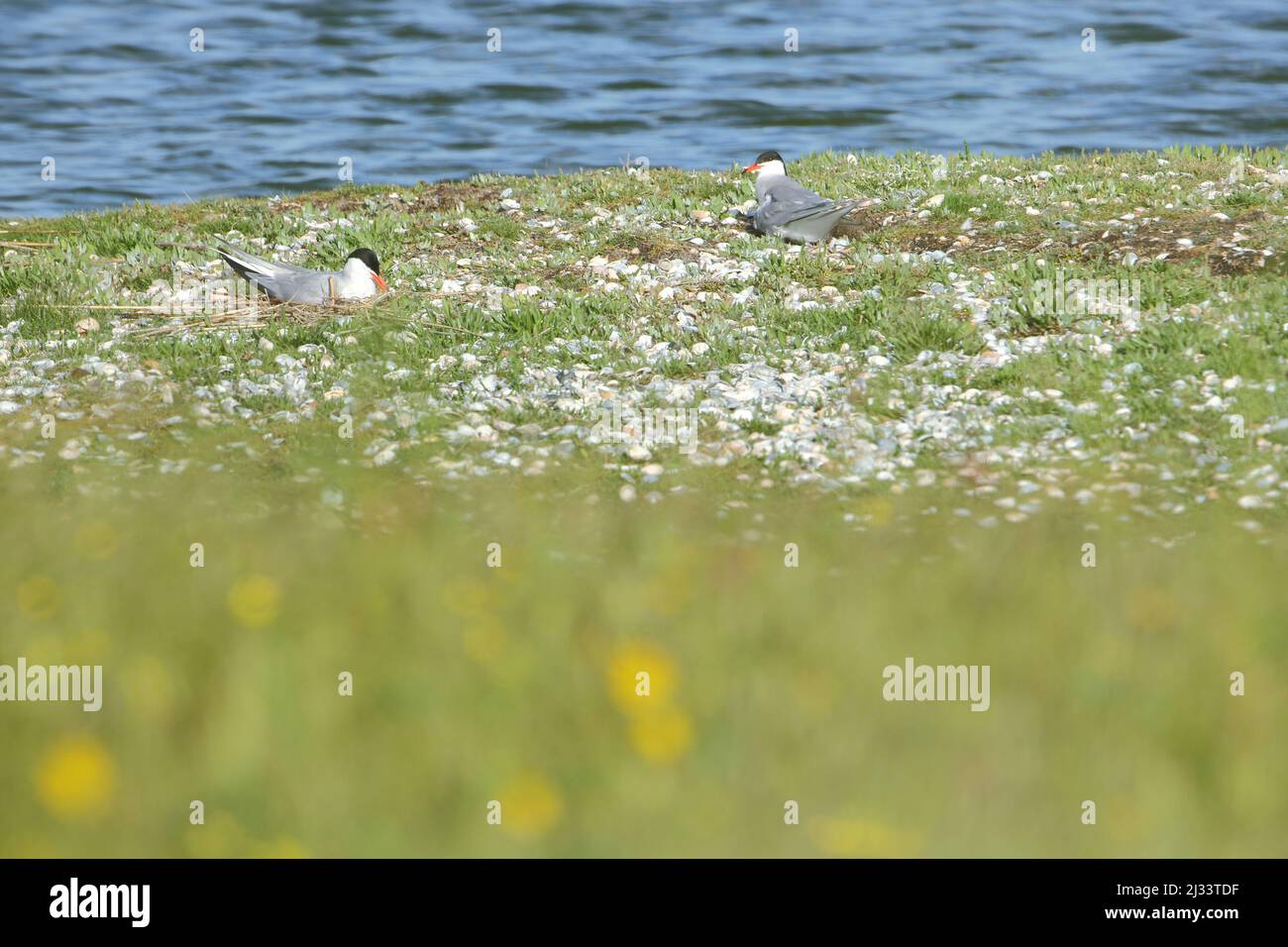 Common Terns (Sterna hirundo) nesting on Texel, Netherlands Stock Photo ...