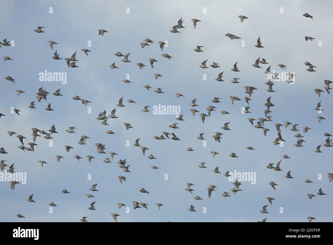 Golden plovers hi-res stock photography and images - Alamy