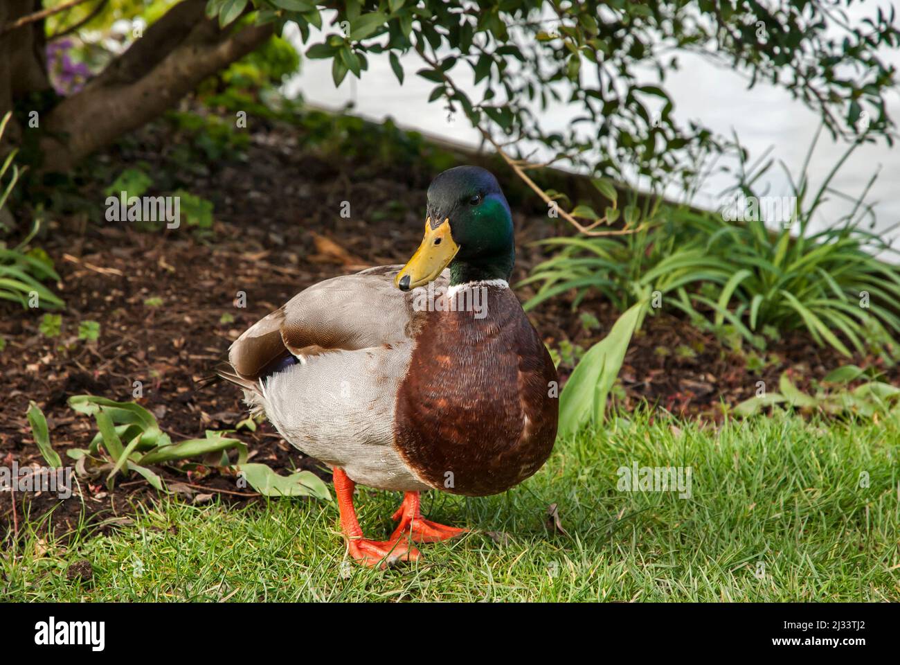 Male mallard wild ducks closeup near pond Stock Photo - Alamy