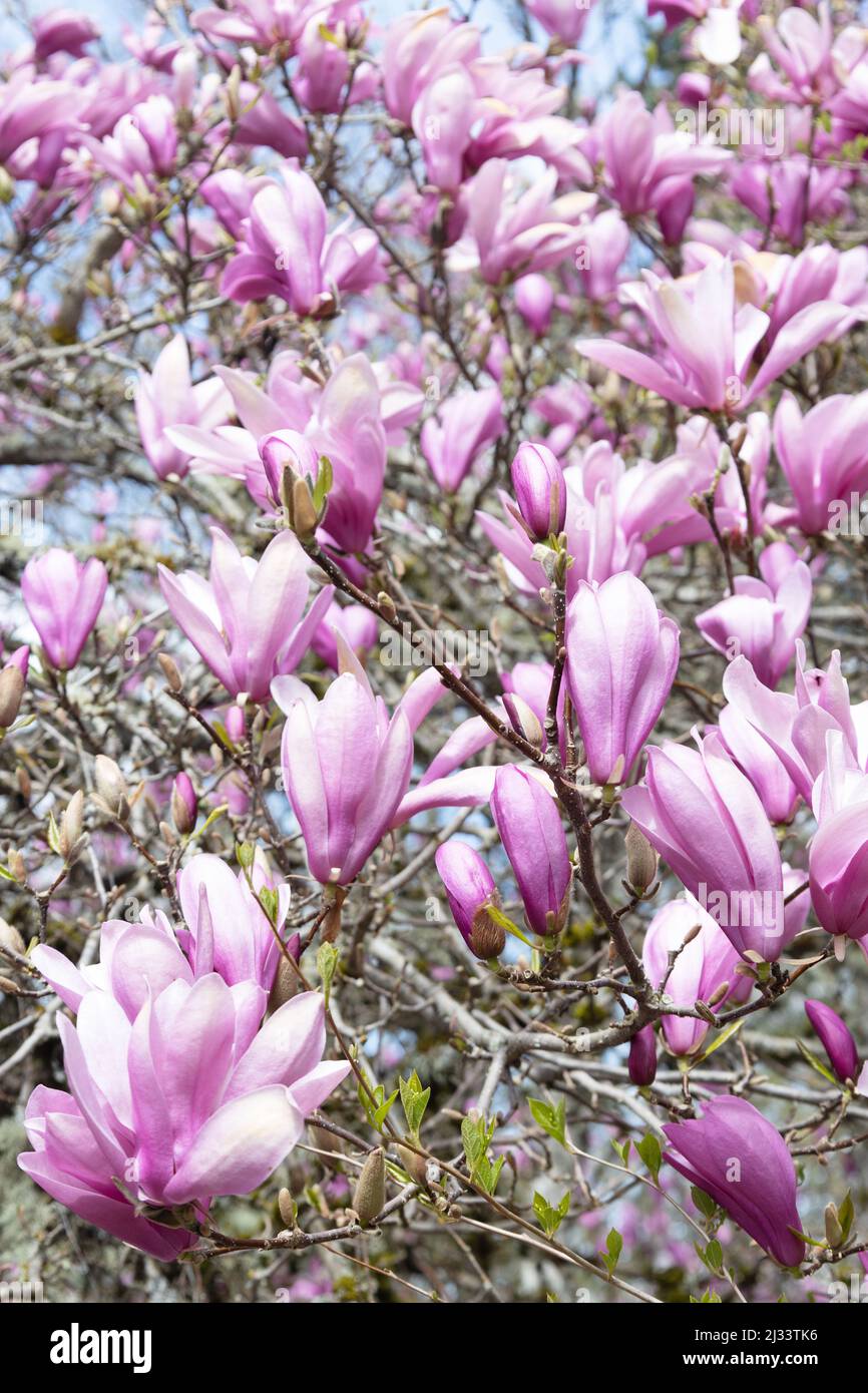 Ann tree hi-res stock photography and images - Alamy