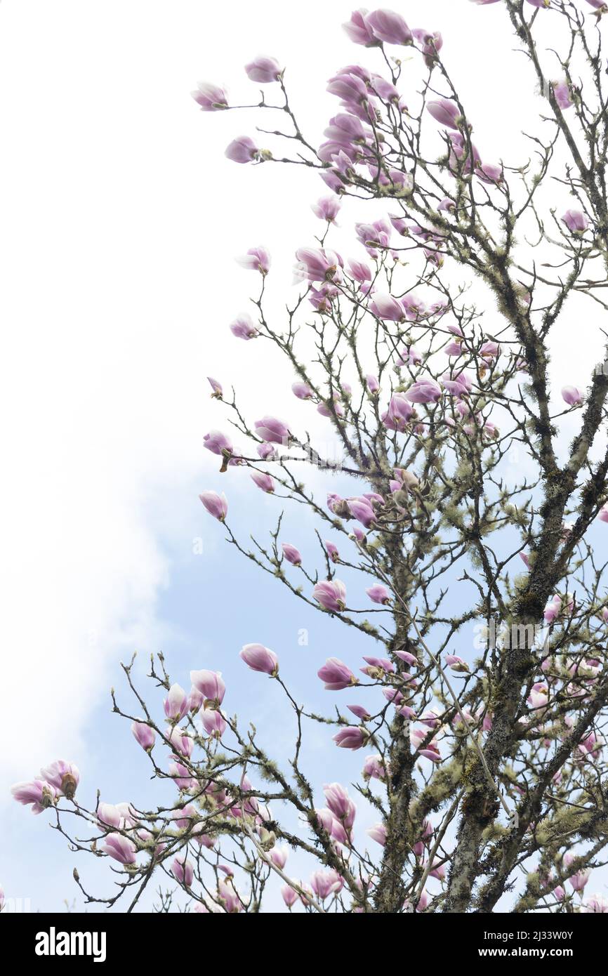 Magnolia × soulangeana 'Alexandrina' tree Stock Photo - Alamy