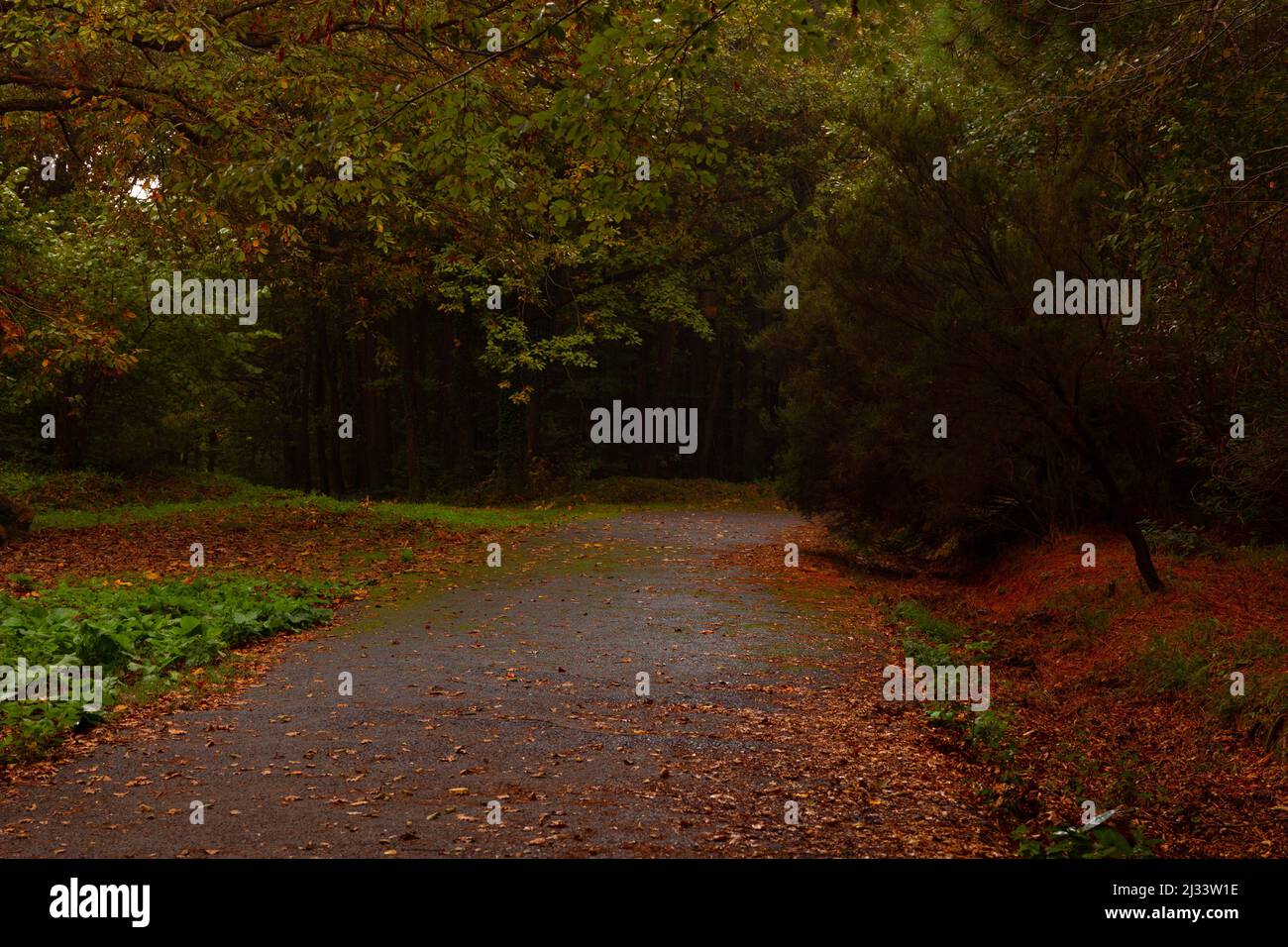 Autumn view in forest. Fallen brown leaves on the road in the forest ...